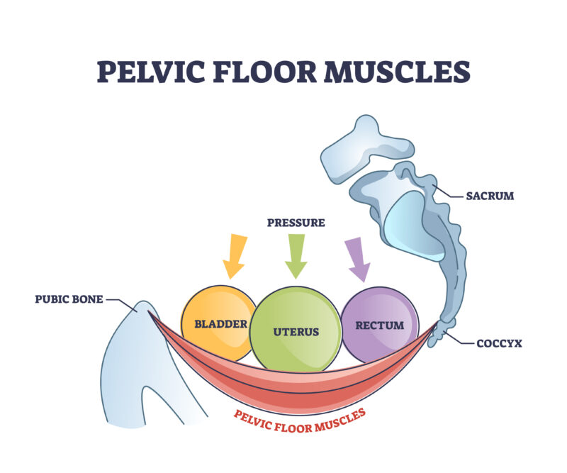 Understanding and Improving Pelvic Health: Interview with Dr. Elise ...